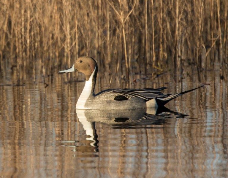 February 2016 – Roads End Naturalist