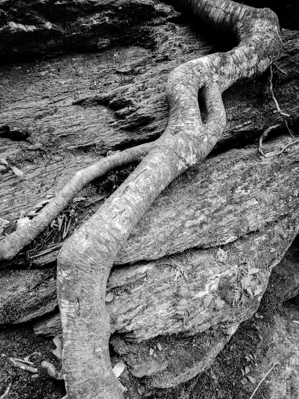 Bald is Beautiful | Roads End Naturalist