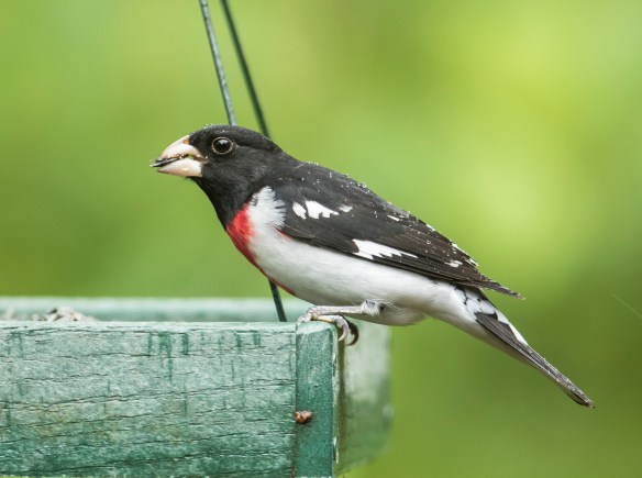 rose-breasted grosbeak | Roads End Naturalist