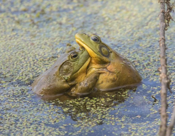 Frog Wars | Roads End Naturalist