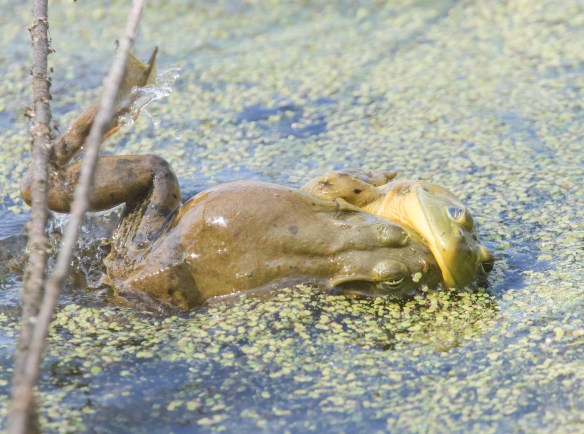 Frog Wars | Roads End Naturalist