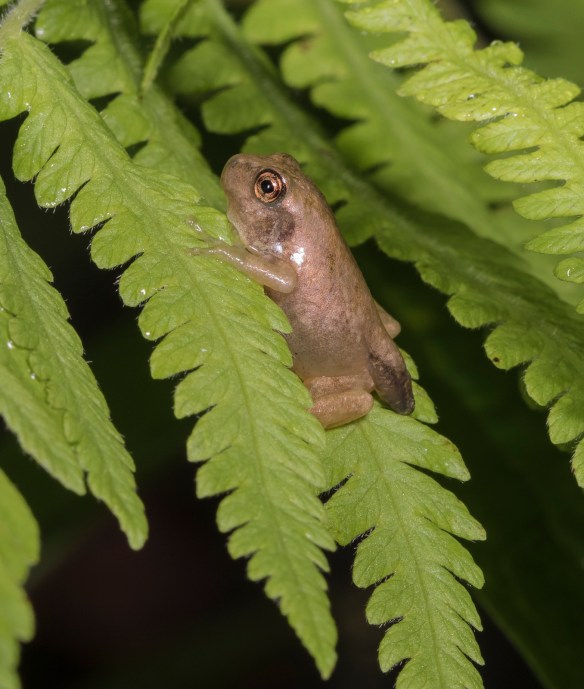 Mini-frogs | Roads End Naturalist