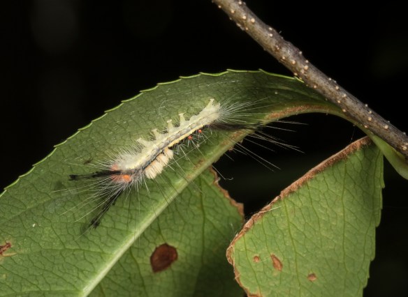white-marked tussock moth caterpillar | Roads End Naturalist