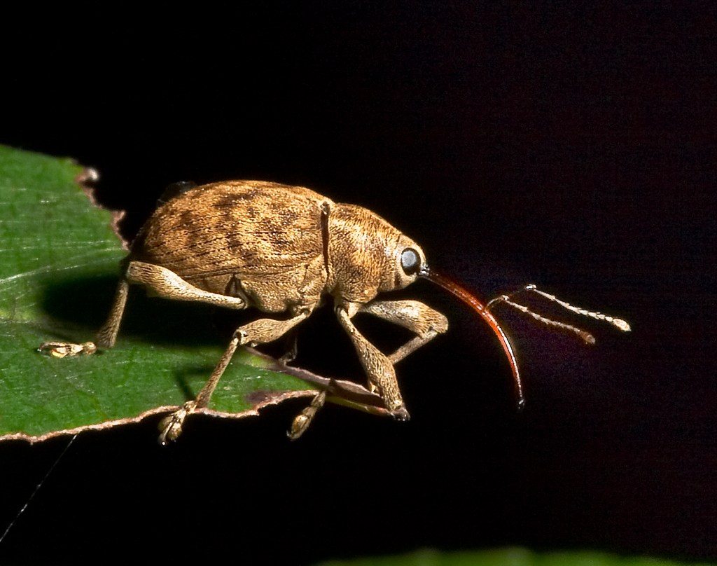 acorn weevil | Roads End Naturalist