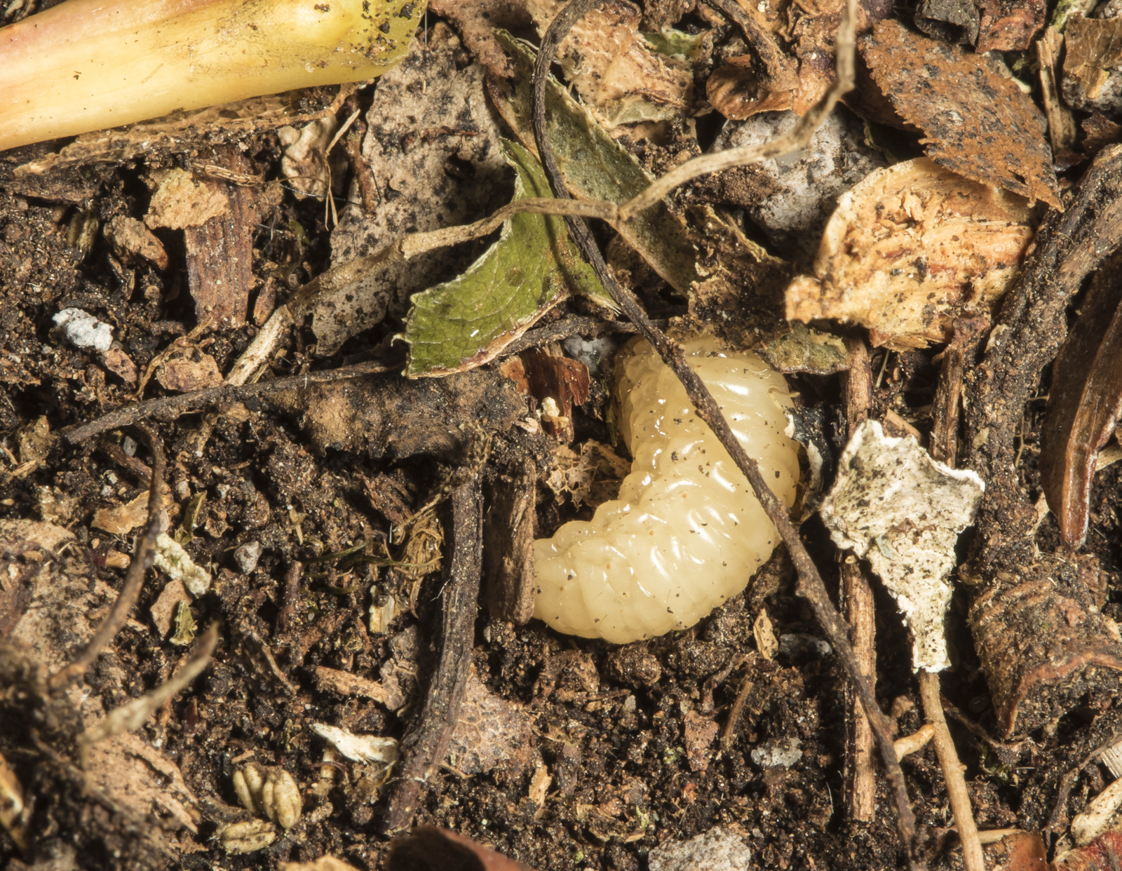 This is Nuts! – Roads End Naturalist