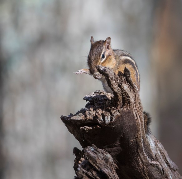 Ground Squirrels in Trees | Roads End Naturalist