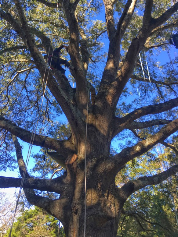 Tree Climbing | Roads End Naturalist