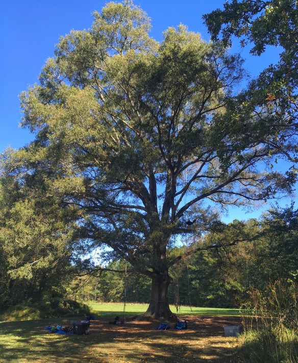 Tree Climbing | Roads End Naturalist