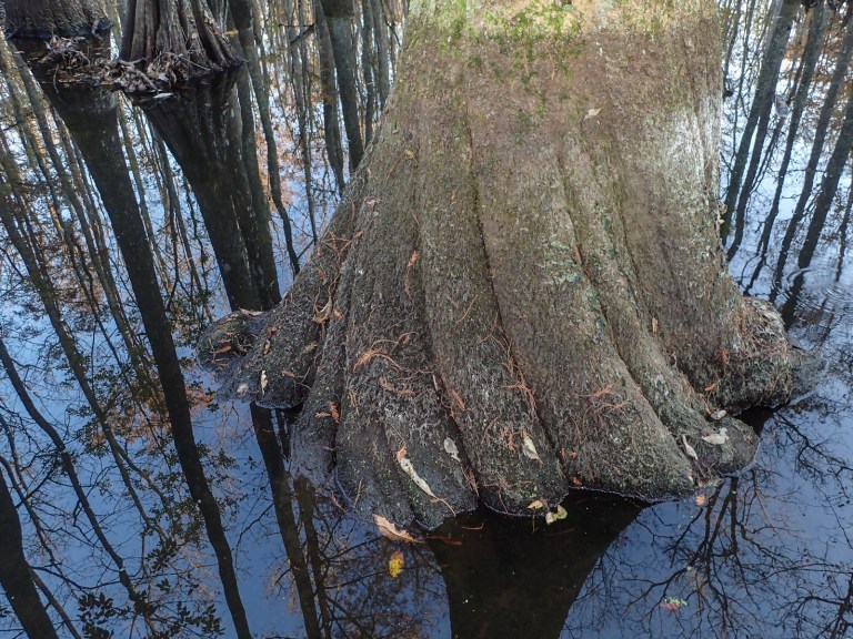 Sanctuary in the Swamp – Roads End Naturalist