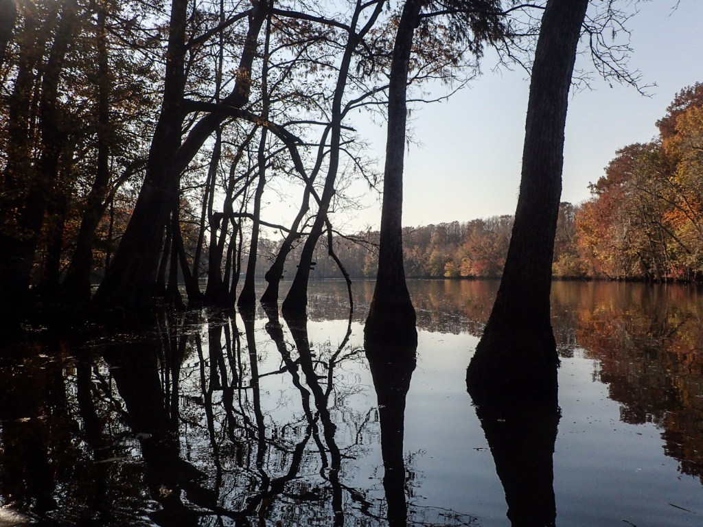 Sanctuary in the Swamp | Roads End Naturalist