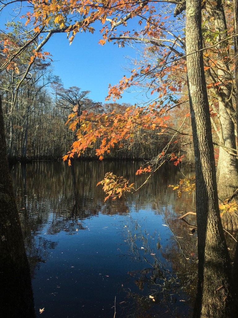 Sanctuary in the Swamp – Roads End Naturalist
