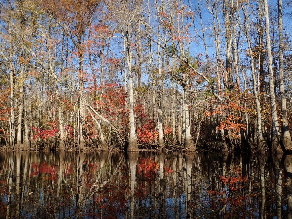 Sanctuary in the Swamp | Roads End Naturalist