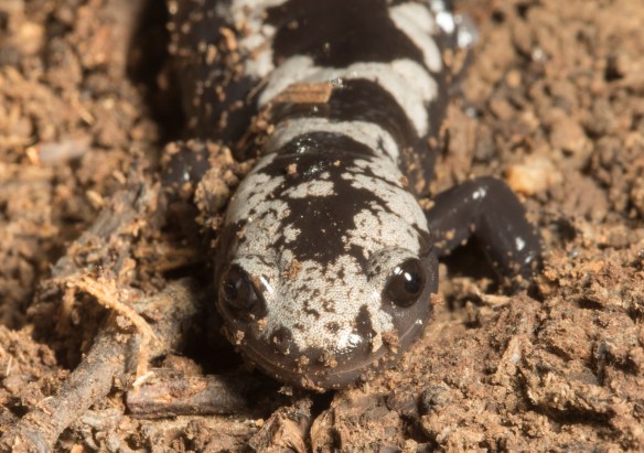 November Amphibians | Roads End Naturalist