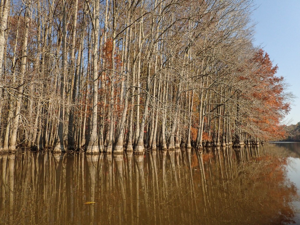 Sanctuary in the Swamp | Roads End Naturalist