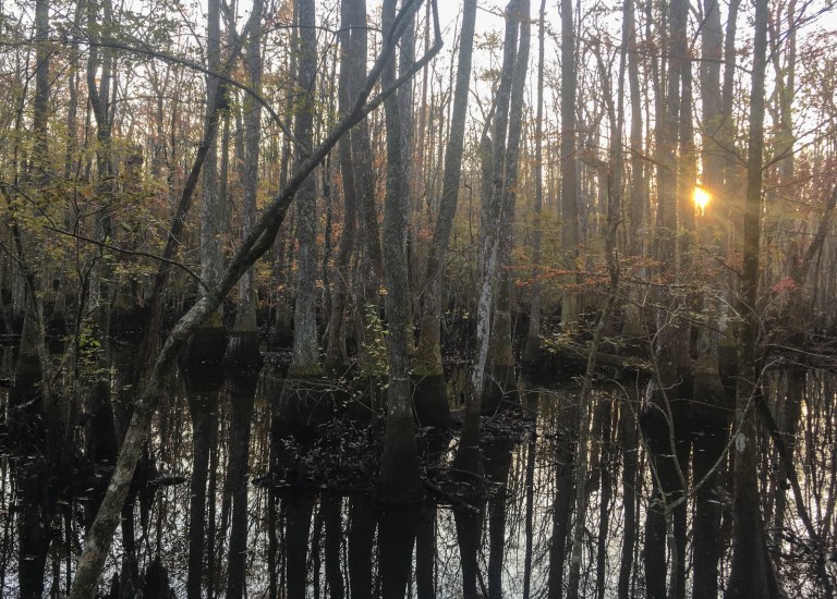 Sanctuary in the Swamp – Roads End Naturalist