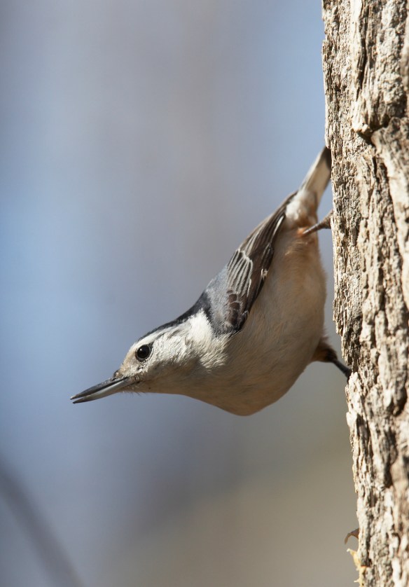 Follow the Nuthatch | Roads End Naturalist