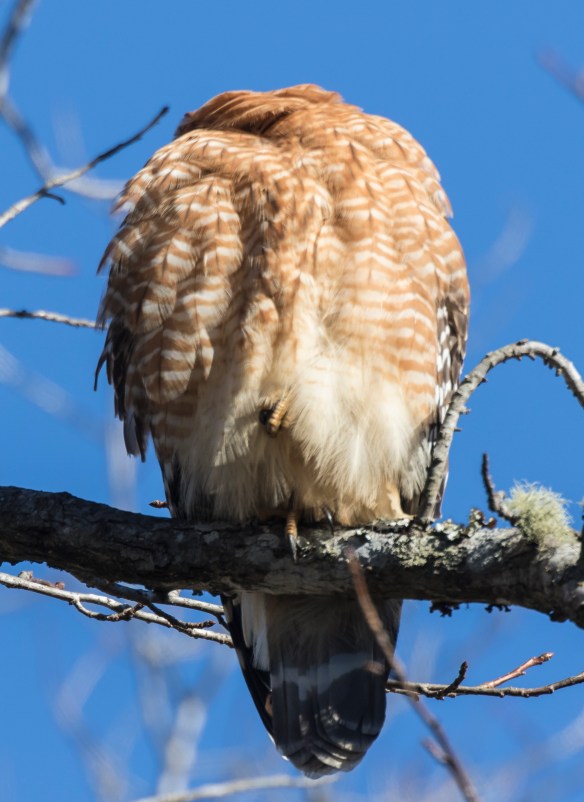 red-shouldered hawk | Roads End Naturalist