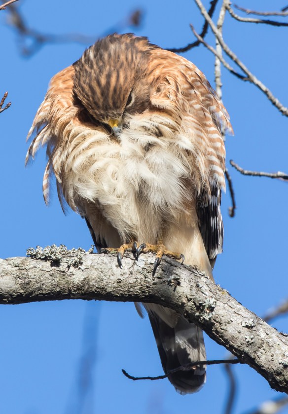 red-shouldered hawk | Roads End Naturalist