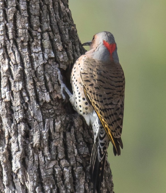 Christmas Week Birds | Roads End Naturalist