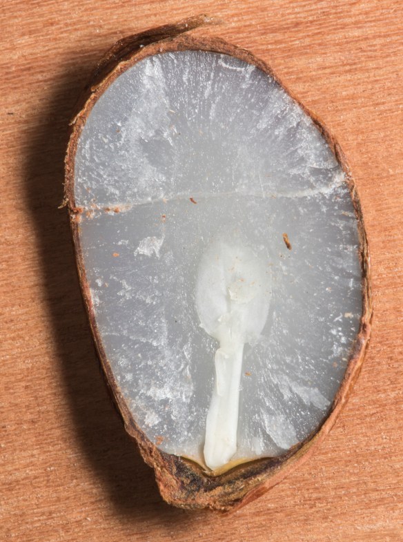 Persimmon Seeds | Roads End Naturalist