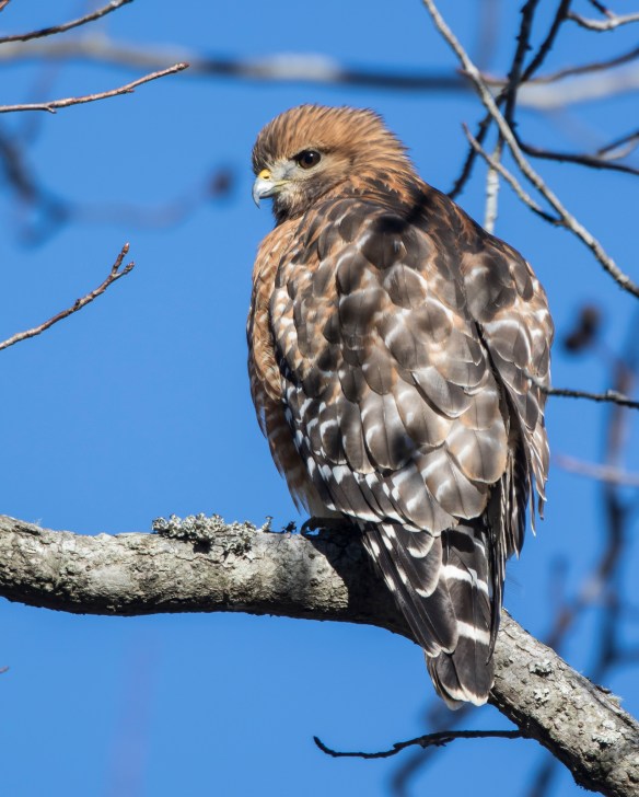 red-shouldered hawk | Roads End Naturalist