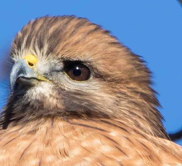 red-shouldered hawk | Roads End Naturalist