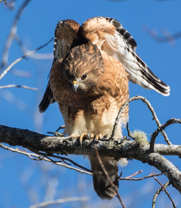 red-shouldered hawk | Roads End Naturalist
