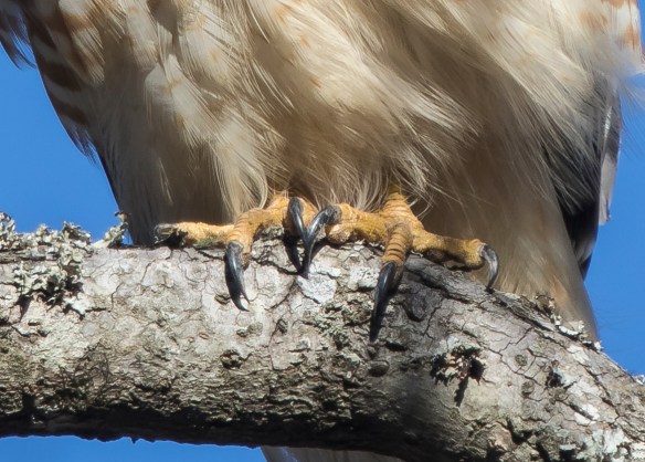 red-shouldered hawk | Roads End Naturalist