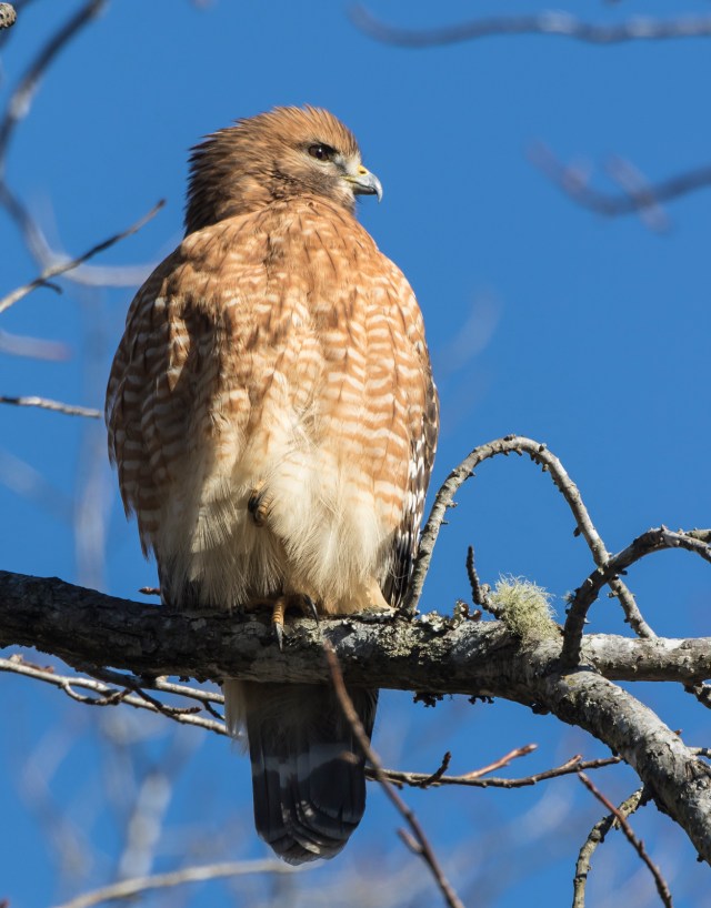 Are Red Shouldered Hawks Dangerous