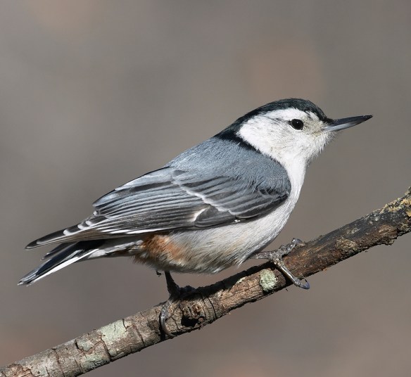 Follow the Nuthatch | Roads End Naturalist