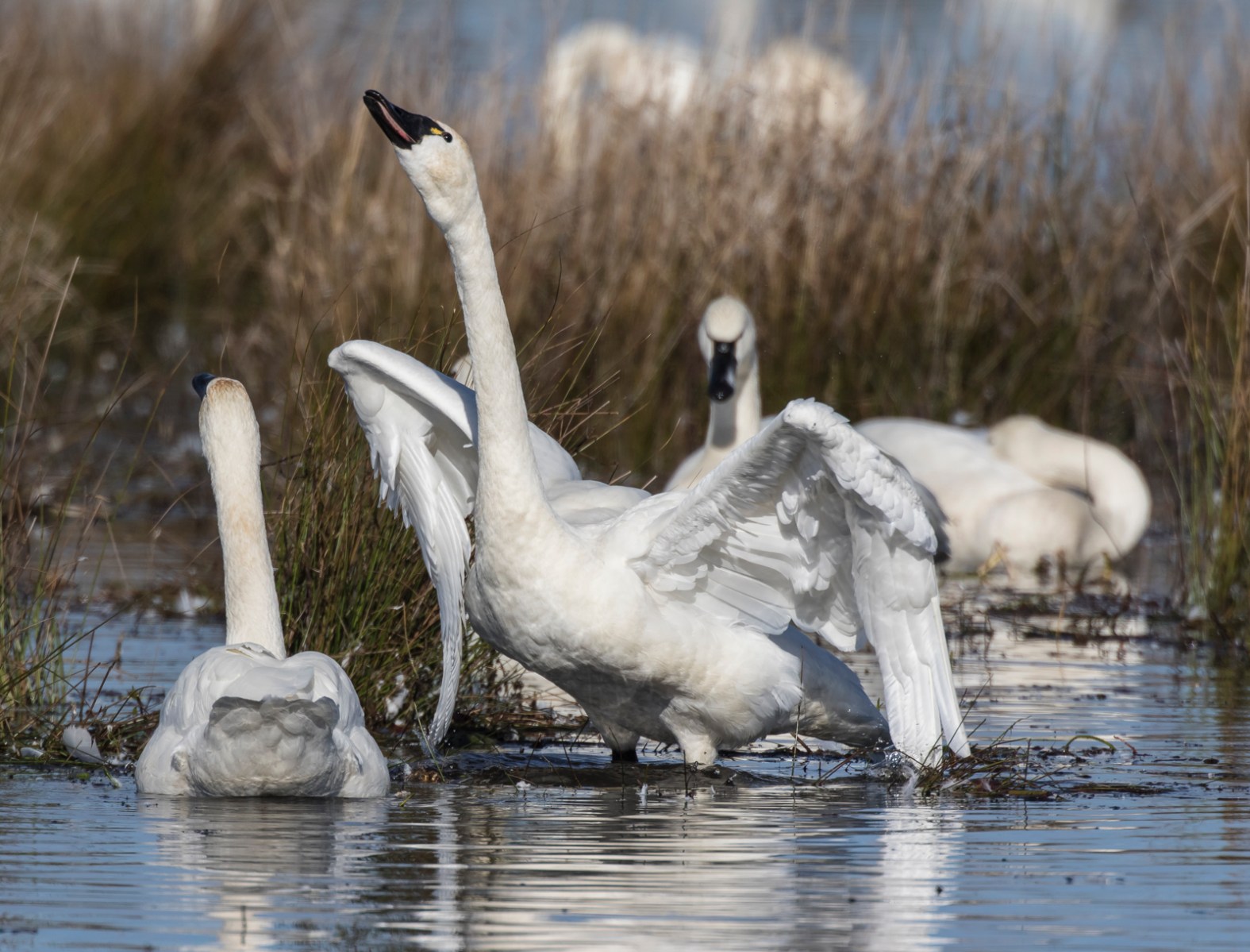 Standing with Swans – Roads End Naturalist