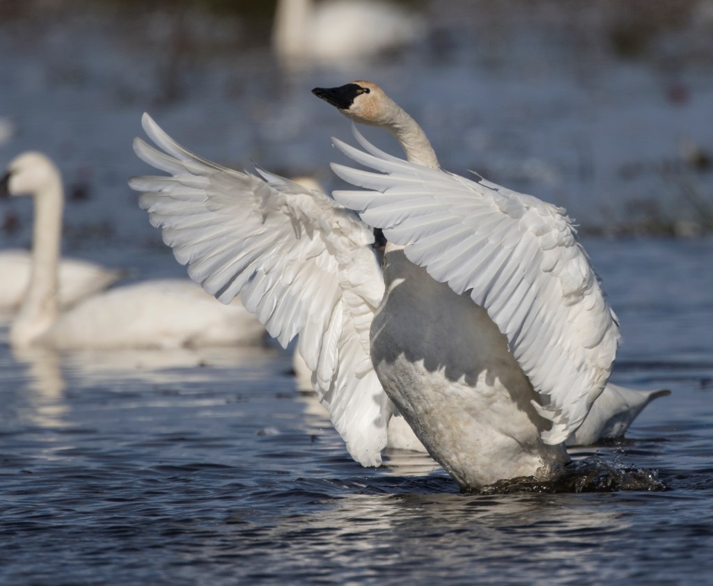 Standing with Swans | Roads End Naturalist