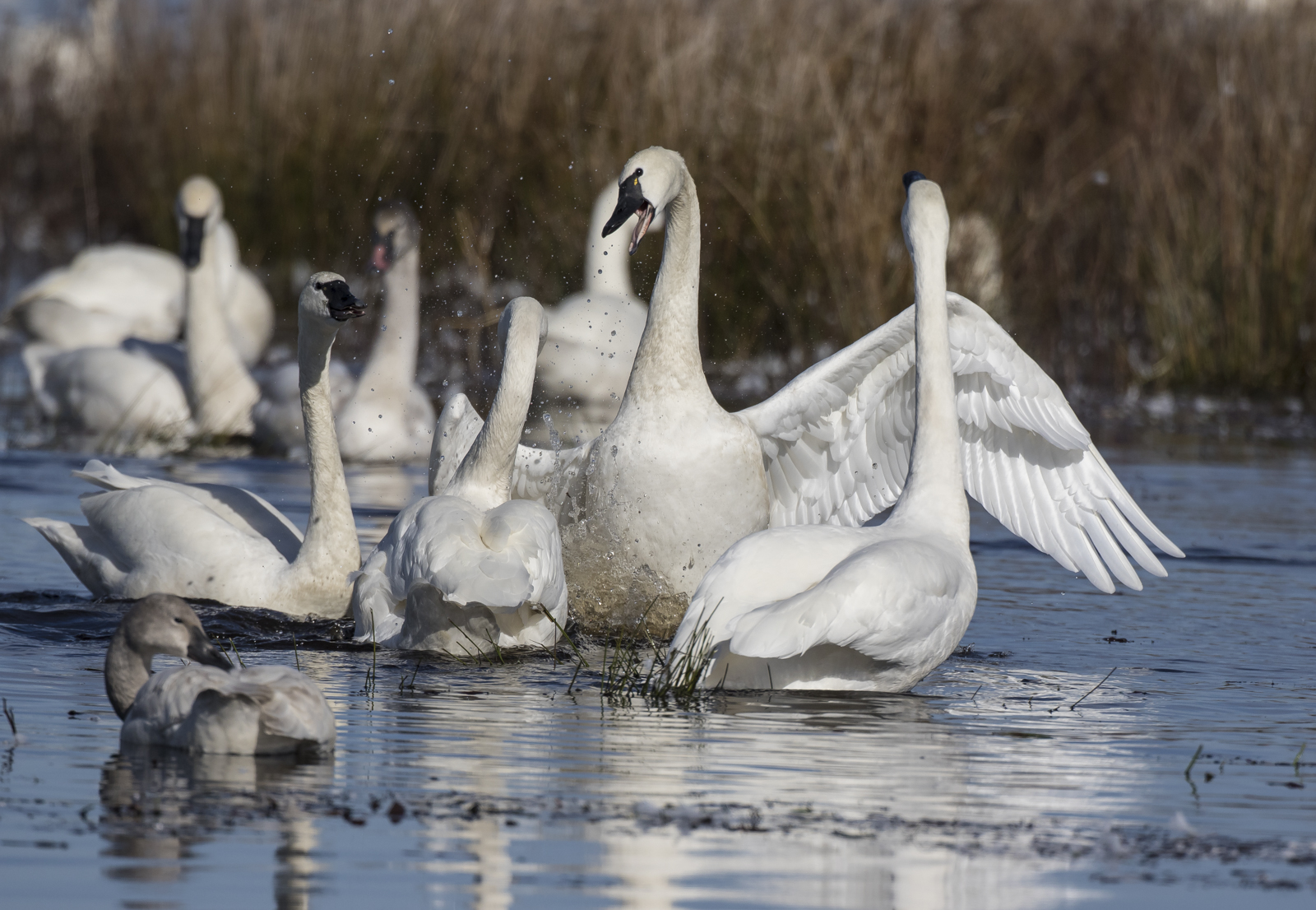Standing with Swans – Roads End Naturalist