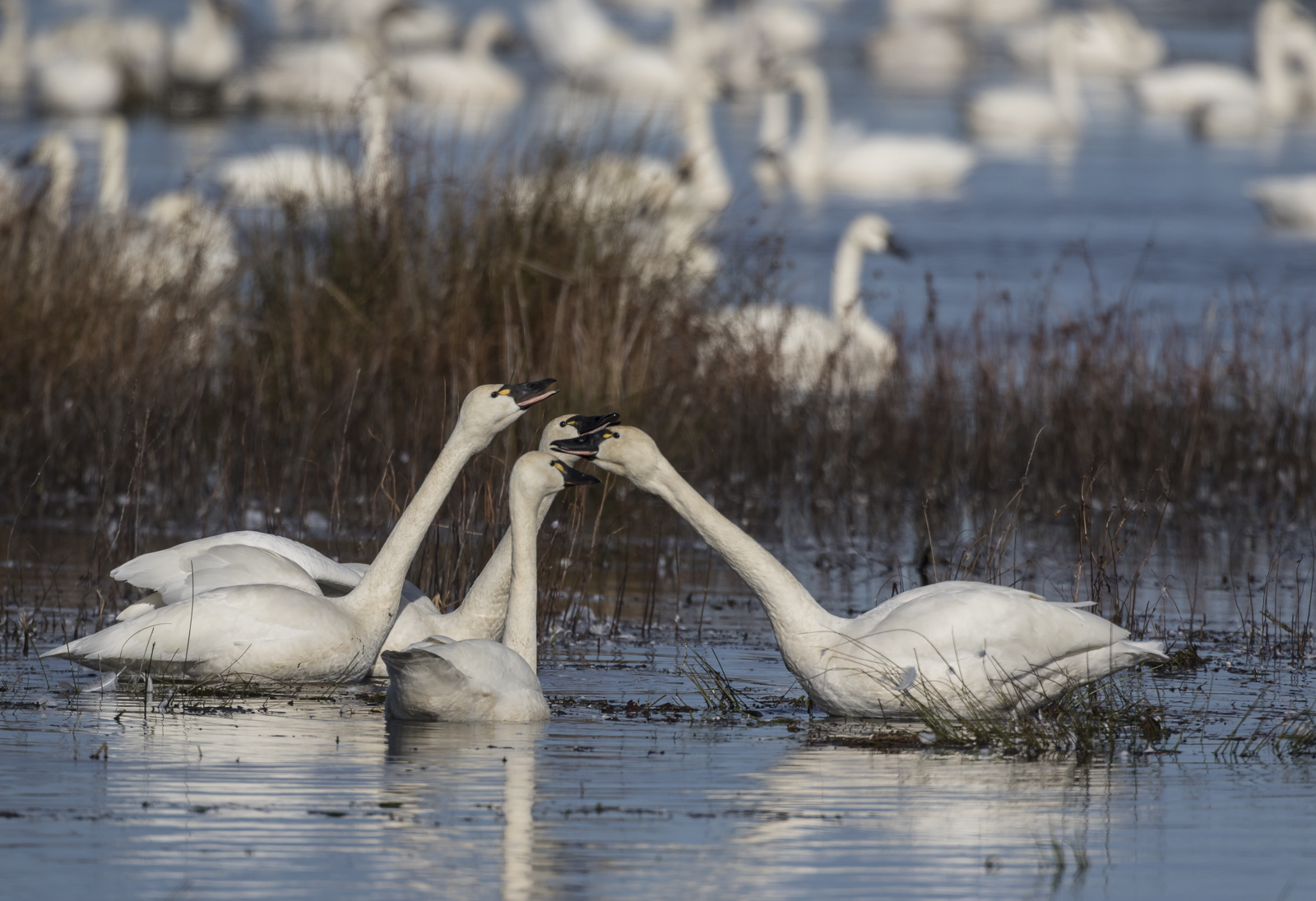 Standing with Swans – Roads End Naturalist