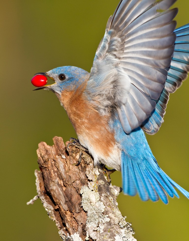 eastern bluebird – Roads End Naturalist
