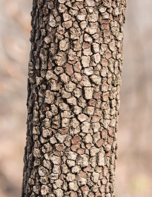 Barking up the Right Tree | Roads End Naturalist
