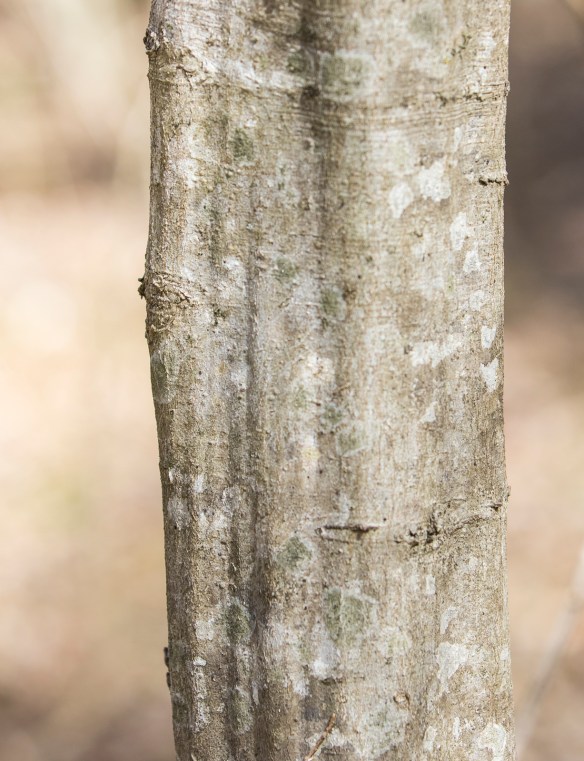 Barking up the Right Tree | Roads End Naturalist