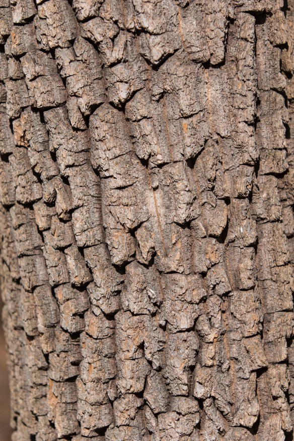 Barking up the Right Tree | Roads End Naturalist