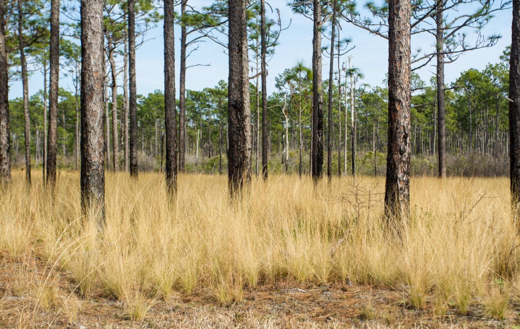 Grass, Bottlebrush, Candelabra, Pine? | Roads End Naturalist