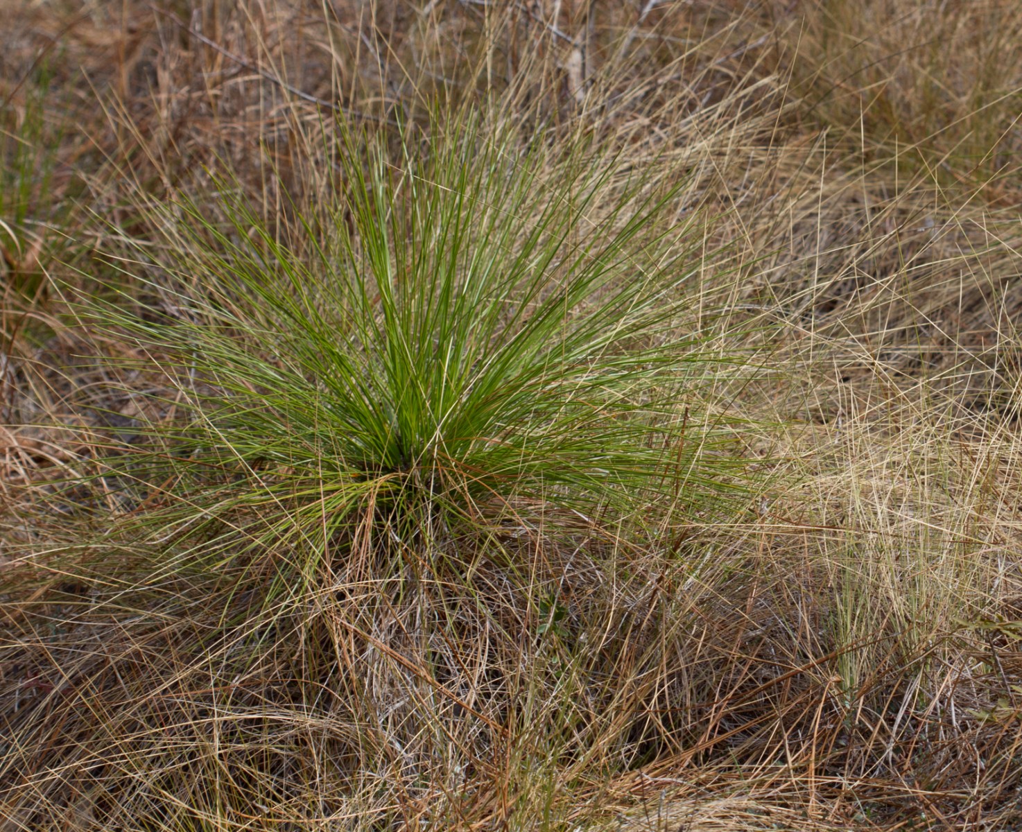 Grass, Bottlebrush, Candelabra, Pine? – Roads End Naturalist