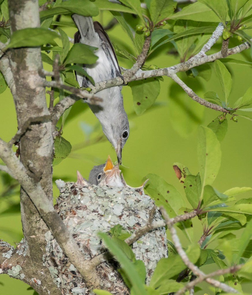 blue-gray gnatcatcher | Roads End Naturalist