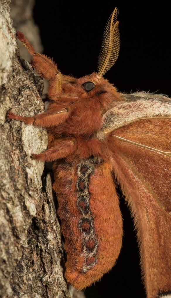 Giants of the Night | Roads End Naturalist