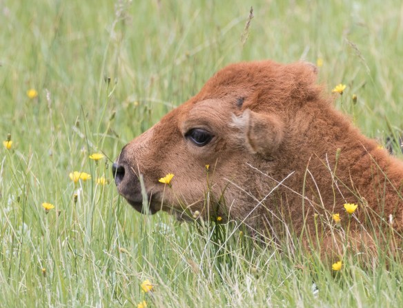 Baby Buffalo | Roads End Naturalist