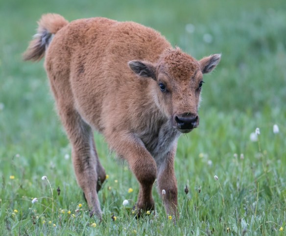 Baby Buffalo | Roads End Naturalist