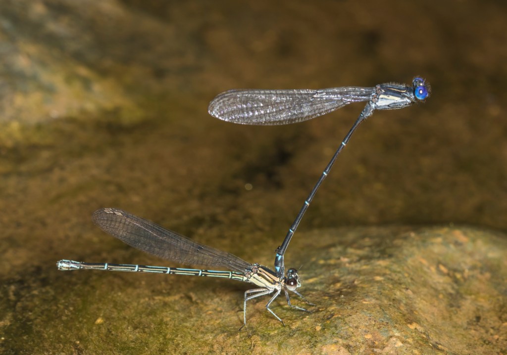Tiny Dancers | Roads End Naturalist