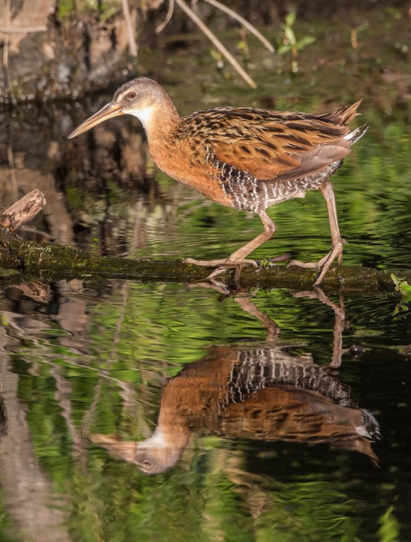 king rail | Roads End Naturalist