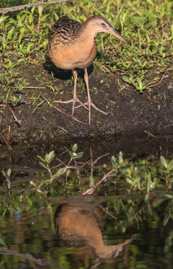 king rail | Roads End Naturalist