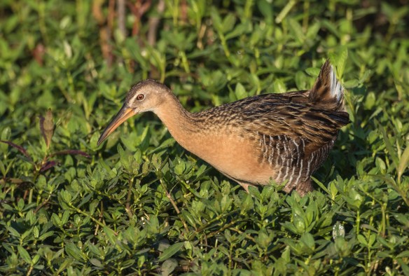 king rail | Roads End Naturalist