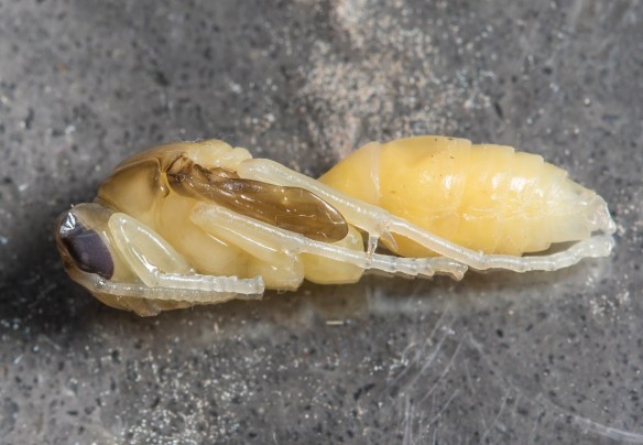 Plight of the Polistes | Roads End Naturalist