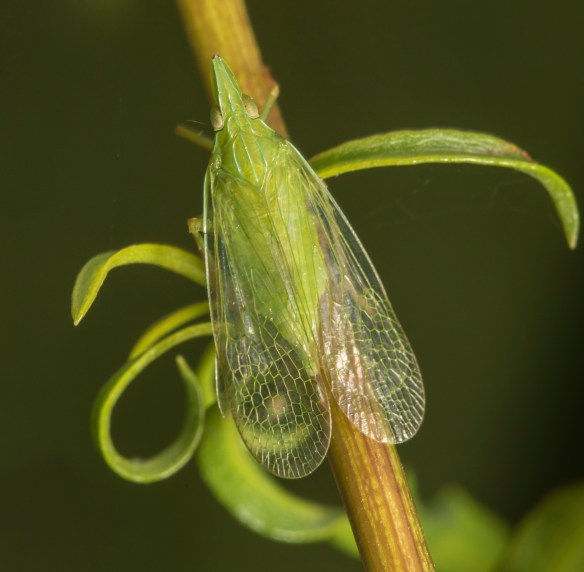Summer Details | Roads End Naturalist
